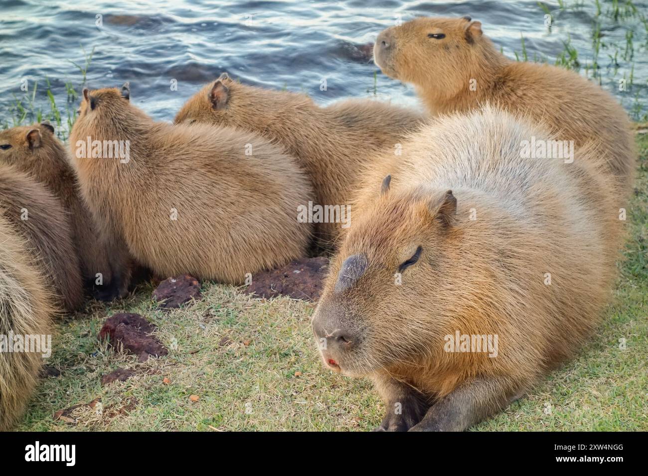 family of capybaras on the edge of Paranoa lake in Brasilia, Brazil ...