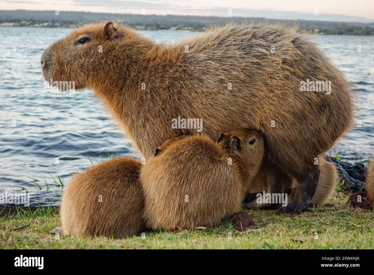 capybaras babies suckling from their mother by the lake Stock Photo - Alamy