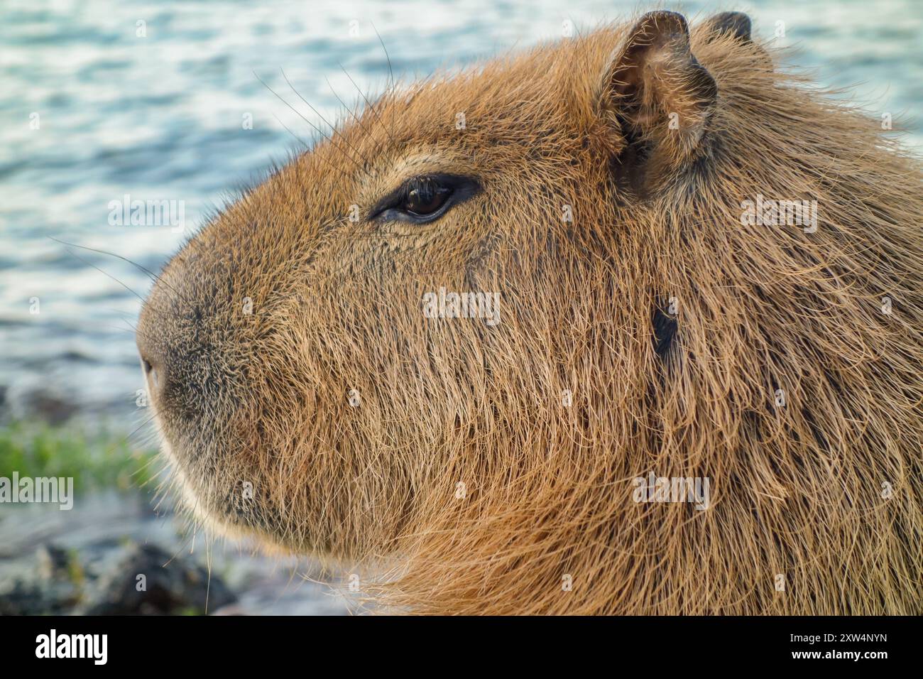 closeup view of adult capybara, Hydrochoerus hydrochaeris, on the edge ...