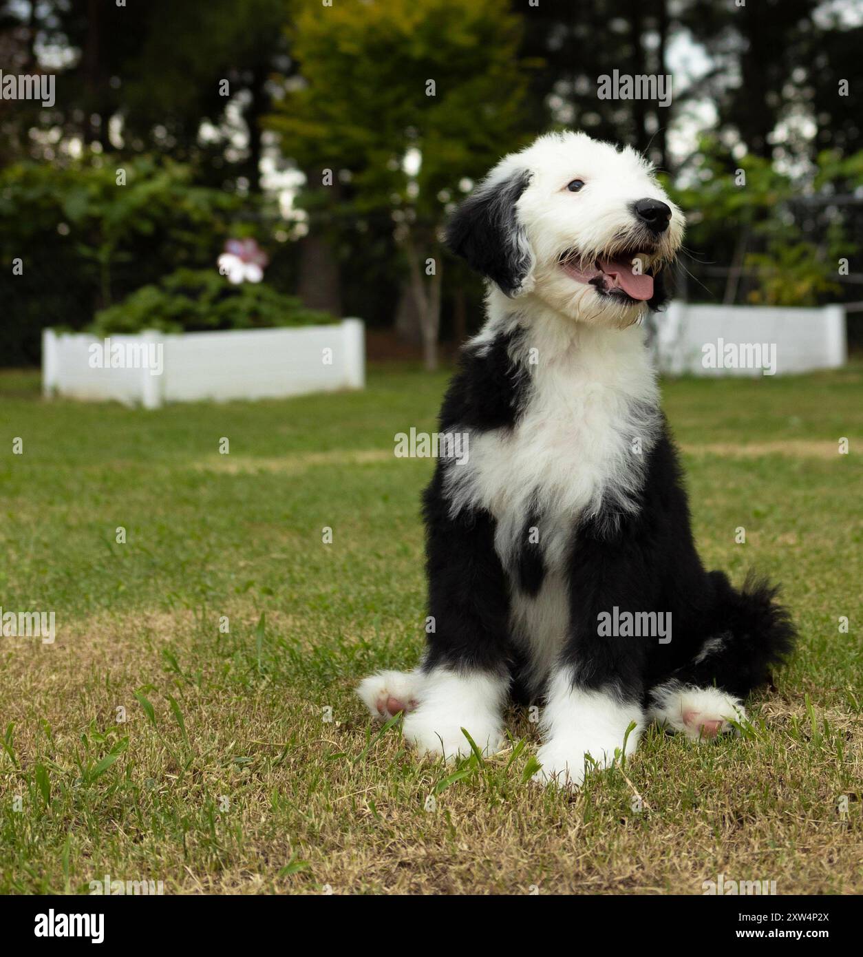 Black and white sheepadoodle puppy sitting on a grassy lawn giving a ...