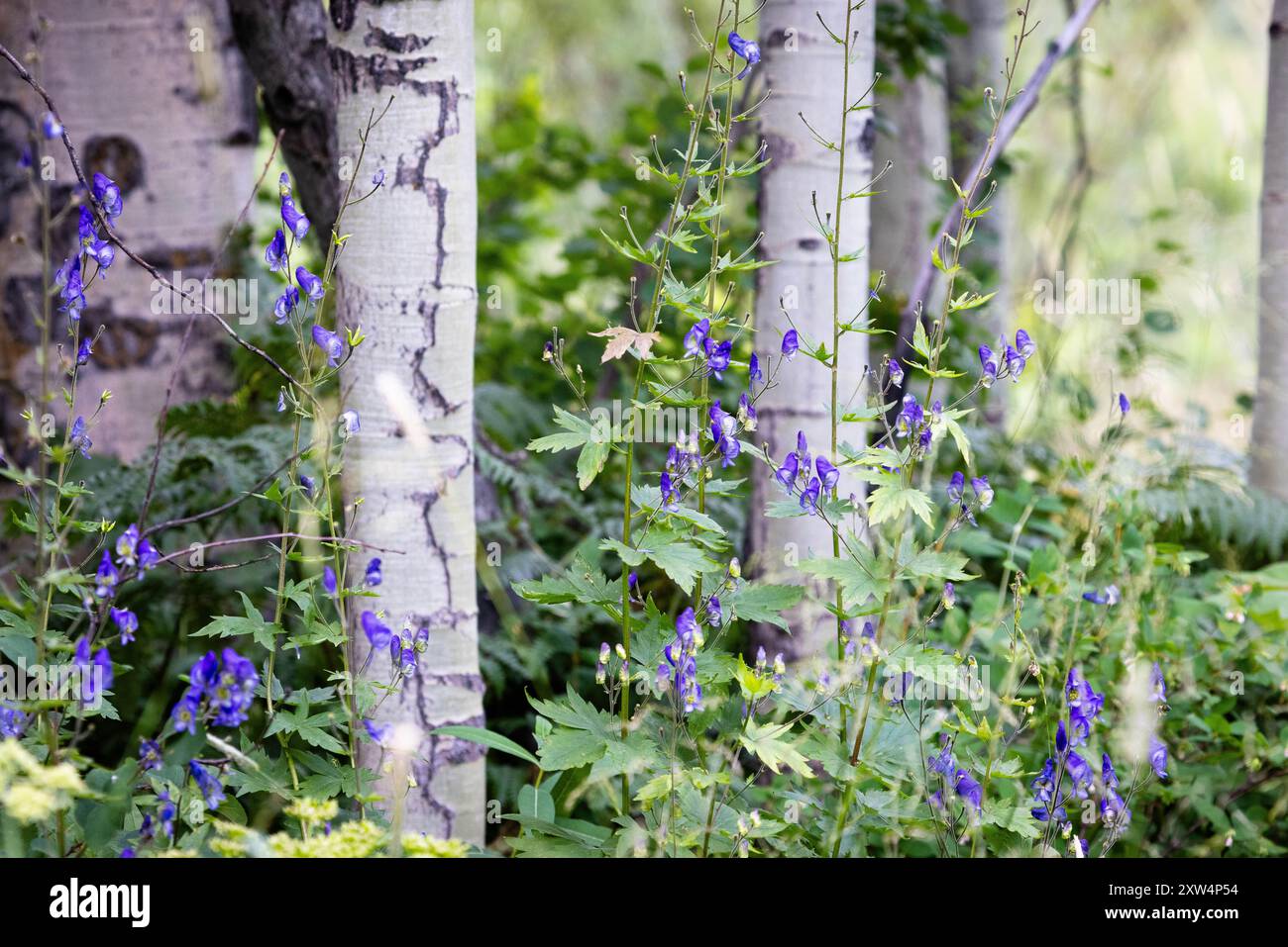 Wildflowers blooming below aspen trees along the Seven Bridges Trail at ...