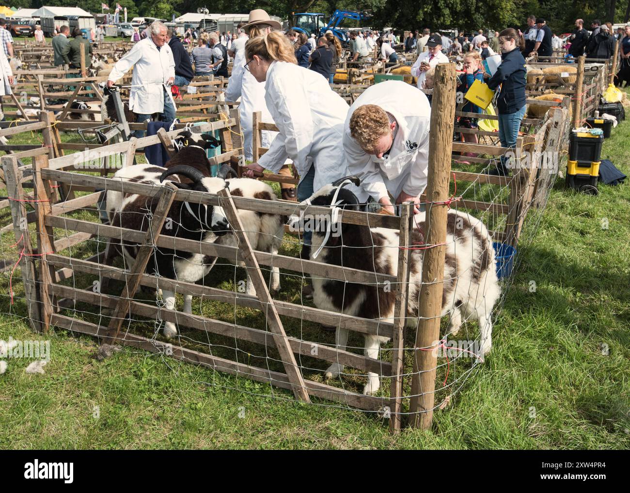 Preparing Jacob Sheep for competitive show at the Gargrave Show 17th ...