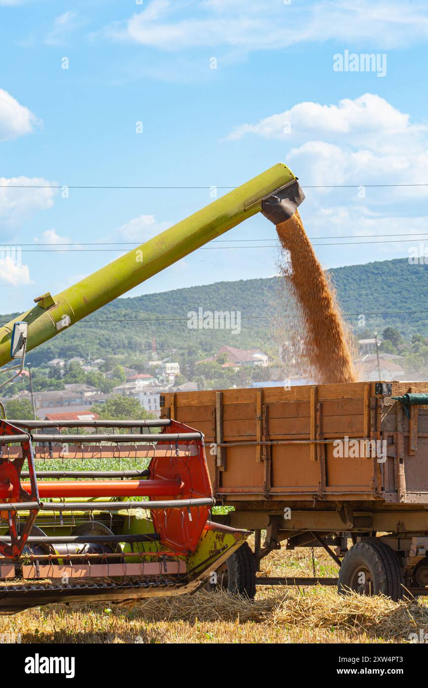 Combine grain unloading in a close -up trailer. background of the sky ...