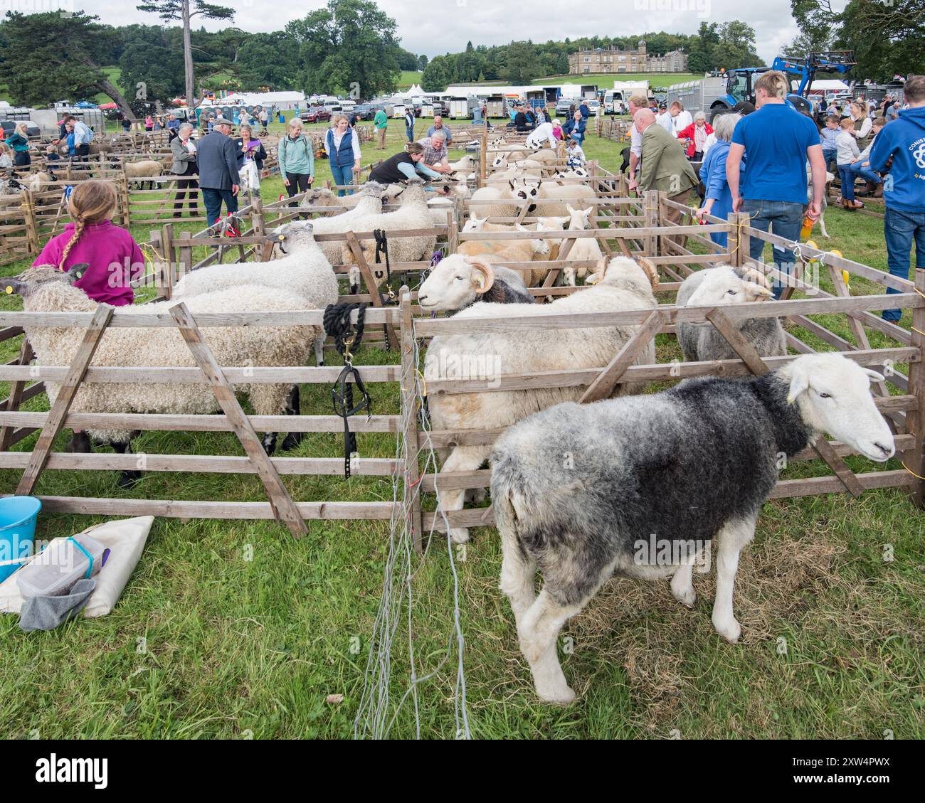 Sheep competitions gargrave hi-res stock photography and images - Alamy
