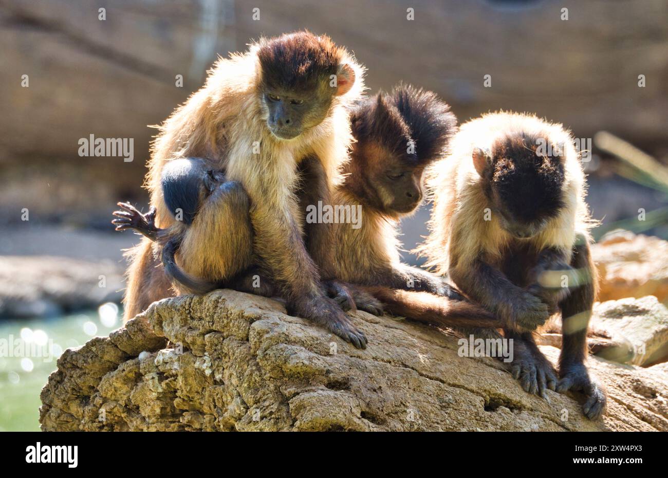A family of small monkeys in their natural habitat. The playful interaction and close bond ...