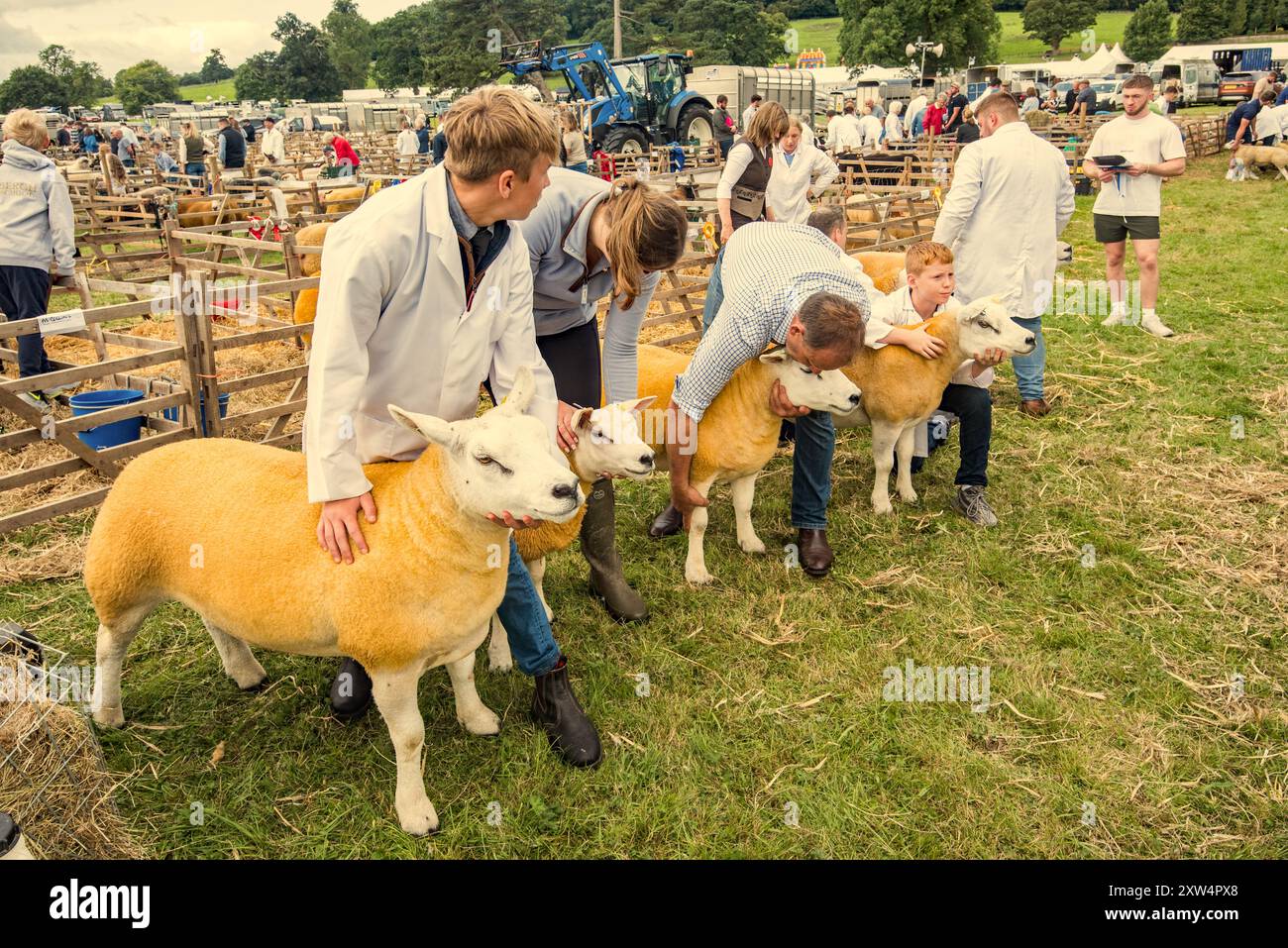 Sheep on show at the Gargrave Show 17th August 2024 Stock Photo - Alamy