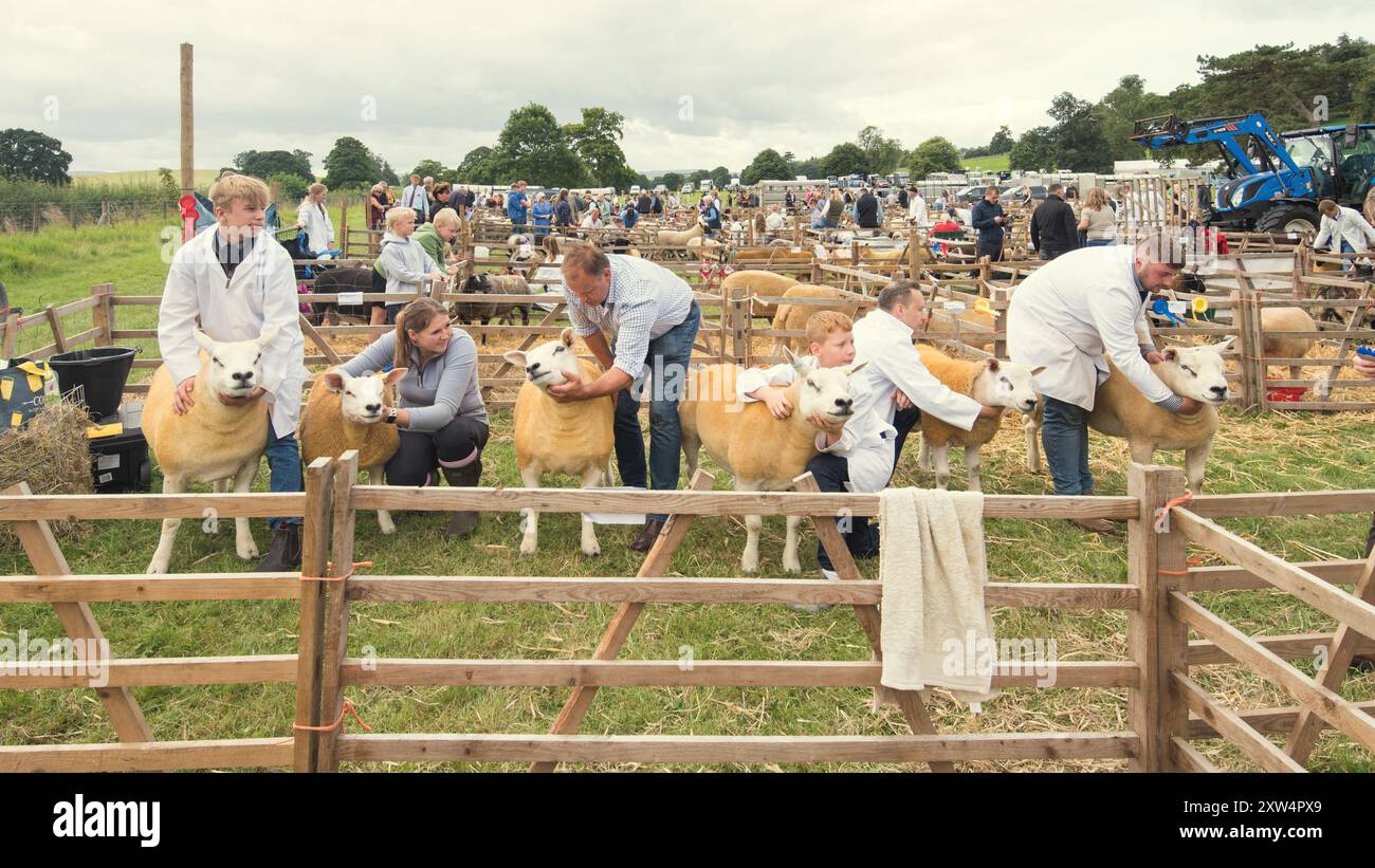 Sheep on show at the Gargrave Show 17th August 2024 Stock Photo - Alamy