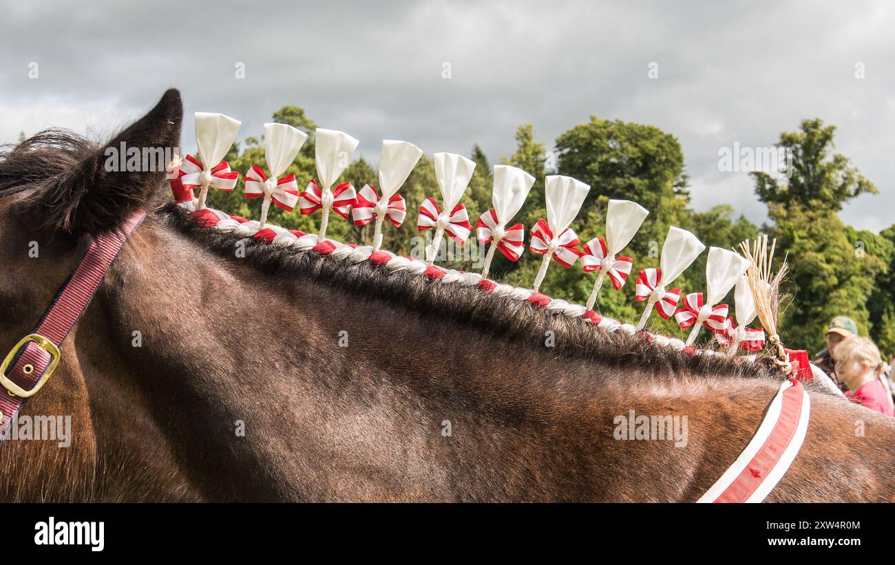 Getting prepared --not long before entering the main ring at Gargrave ...