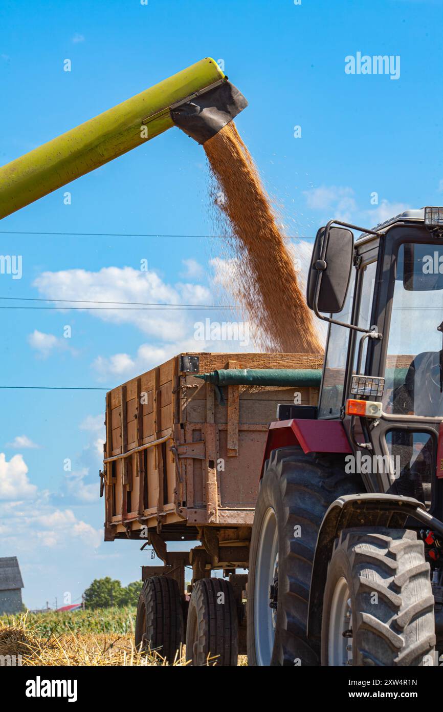 Pouring corn grain after harvest hi-res stock photography and images ...