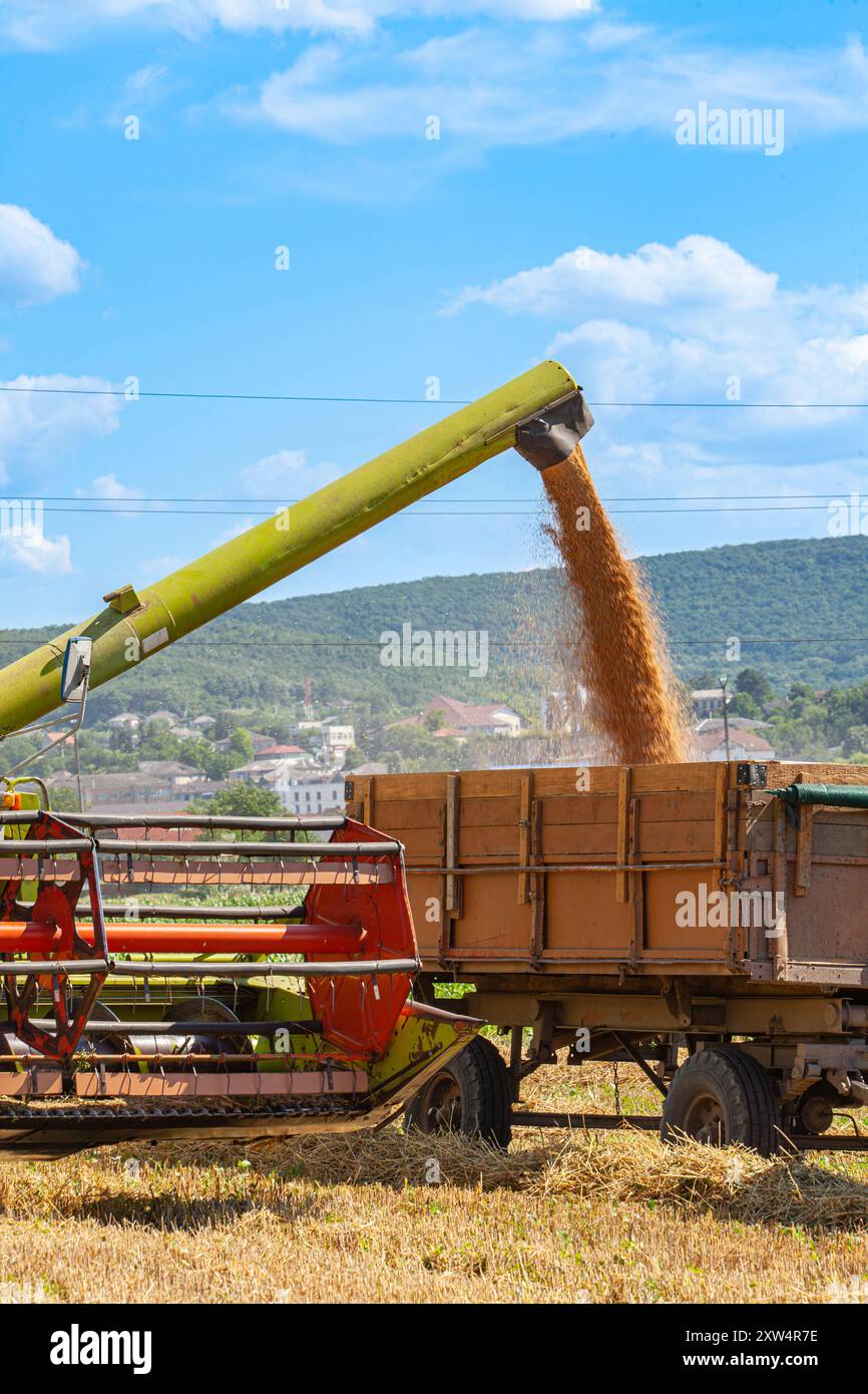 Modern combine harvester unloading grain into the trucks trailer on ...