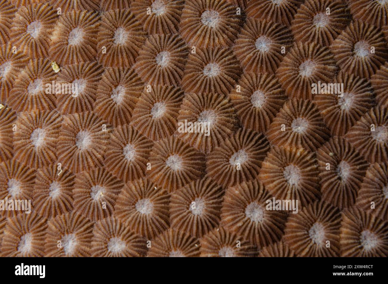 Brain coral, Diploastrea heliopora, Diploastraeidae, Watamu Marine ...