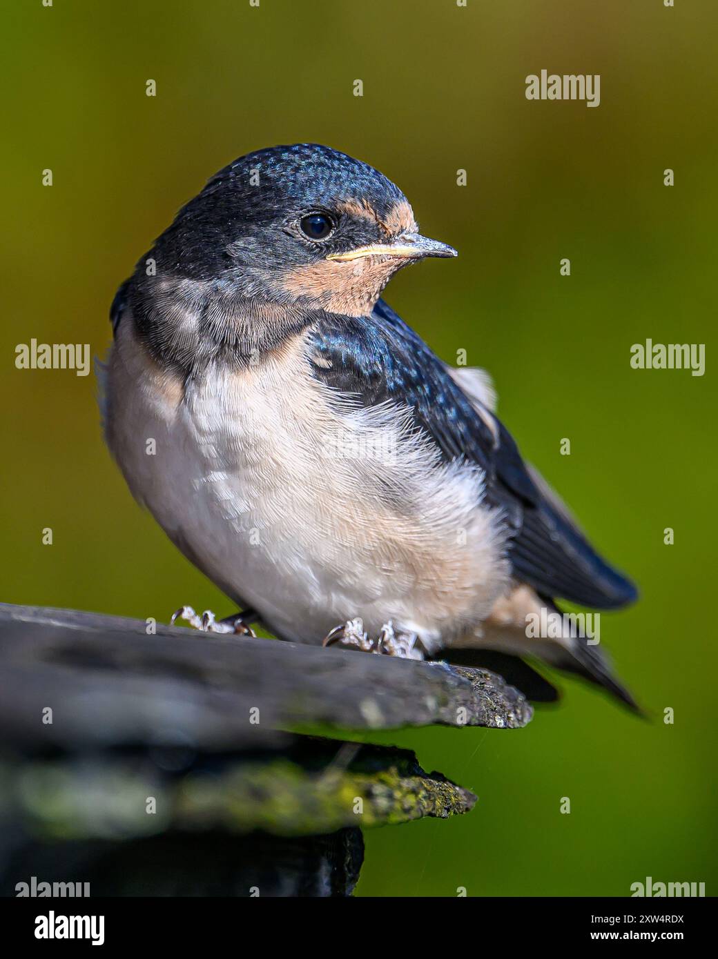 African swallow hi-res stock photography and images - Alamy