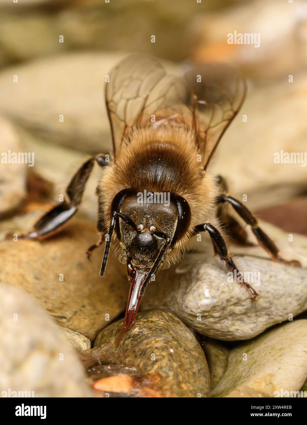 Honey Bee DrinkingAnte Stock Photo - Alamy