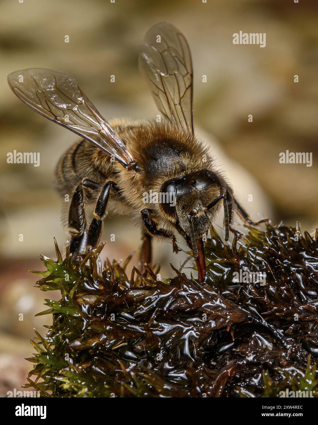 Honey Bee DrinkingAnte Stock Photo - Alamy