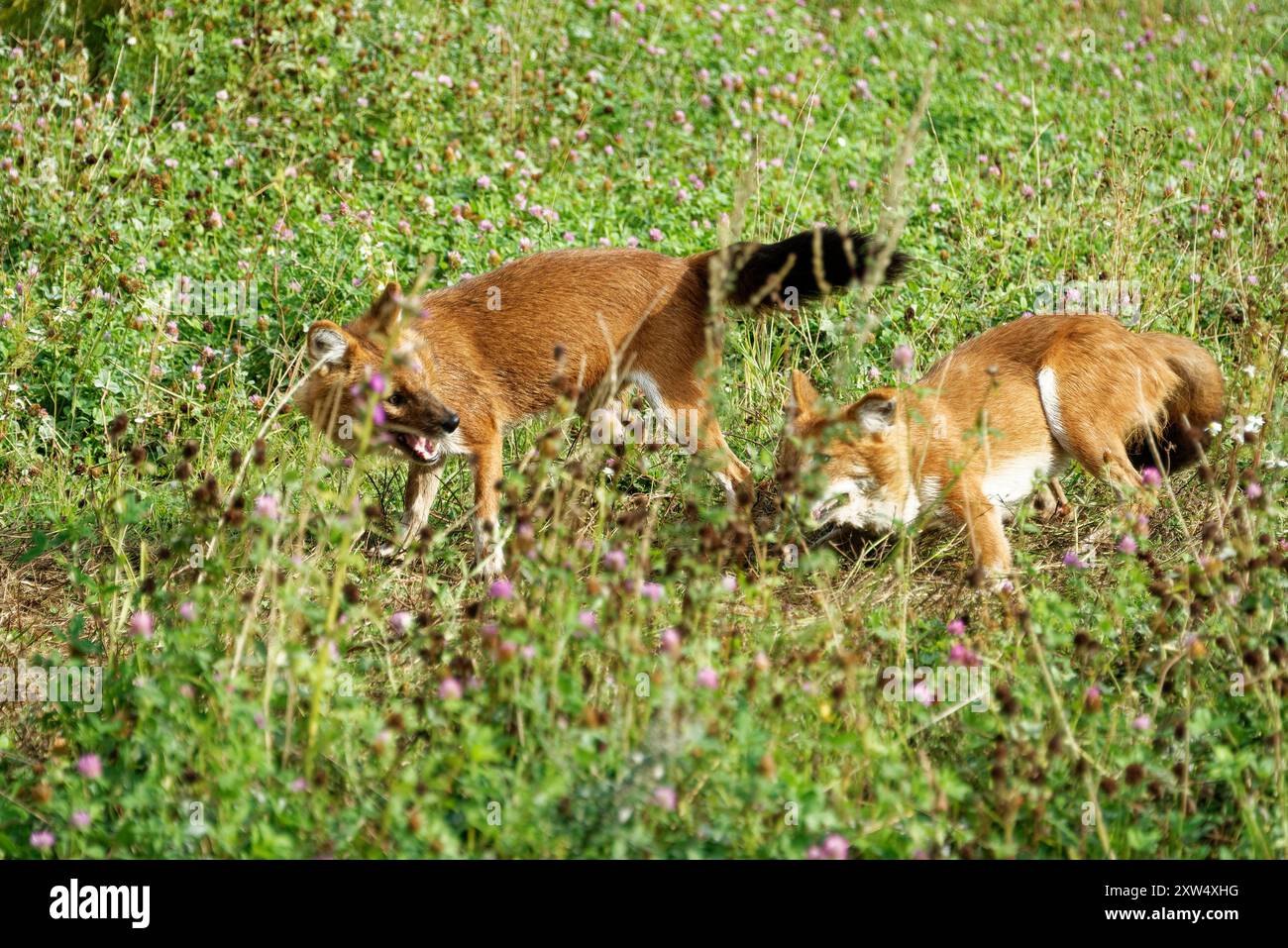 The dhole (Cuon alpinus) is a canid native to Central, South, East and ...