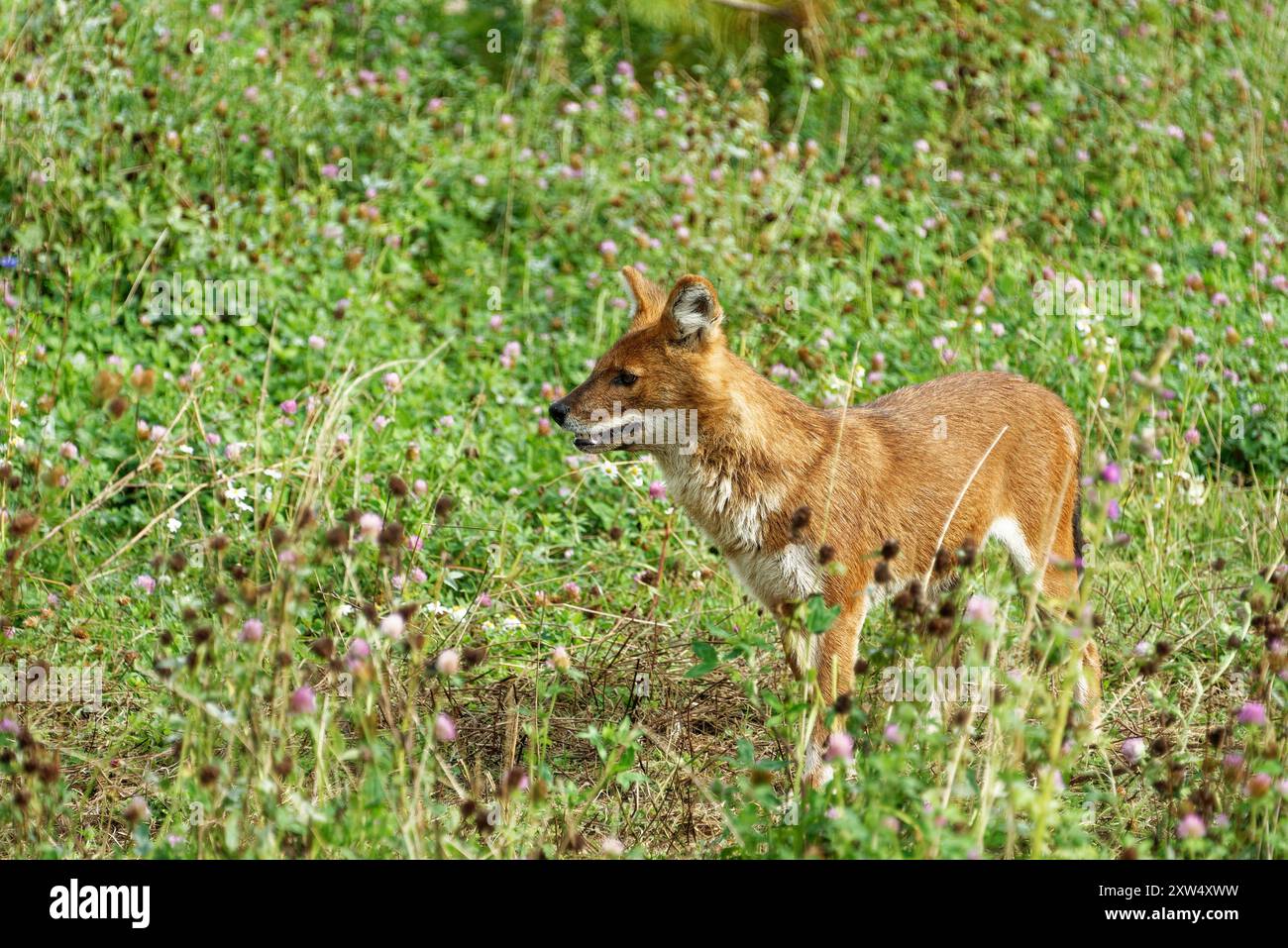 The dhole (Cuon alpinus) is a canid native to Central, South, East and ...