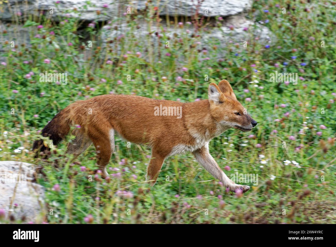 The dhole (Cuon alpinus) is a canid native to Central, South, East and ...