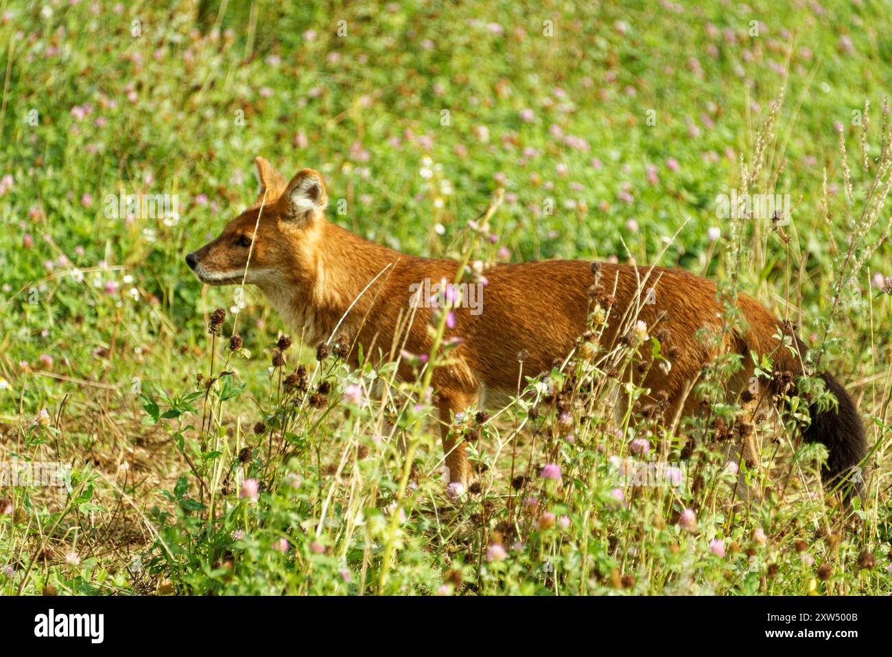 The dhole (Cuon alpinus) is a canid native to Central, South, East and ...