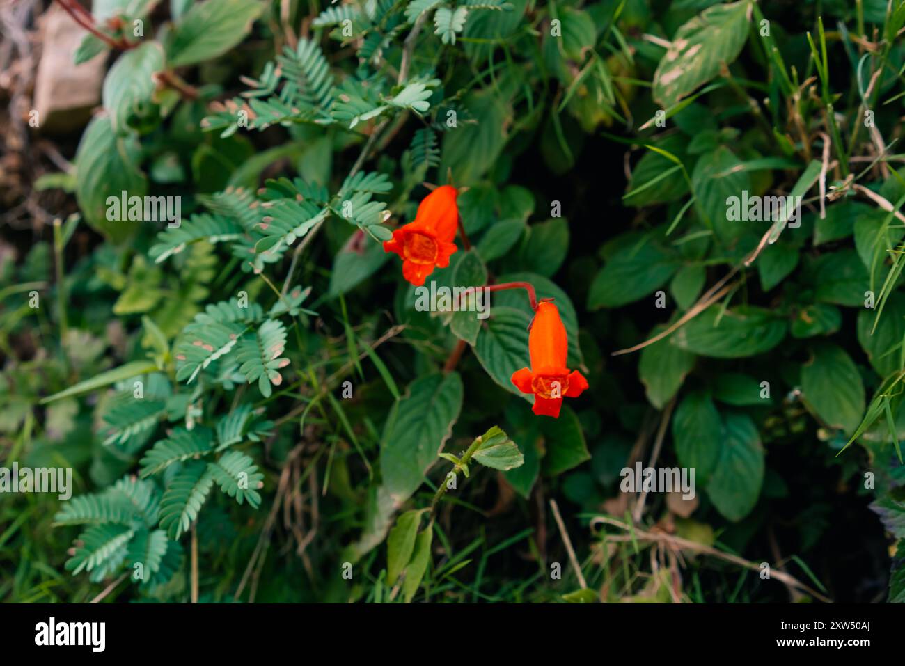 The Mexico native Cuphea ignea plant Mexican cigar in flower. High ...