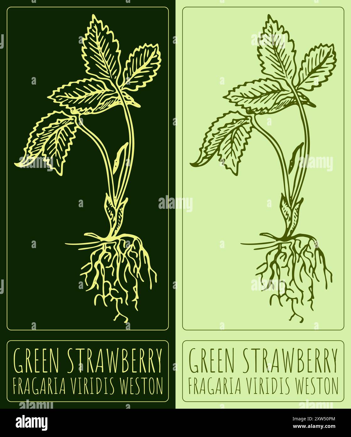 Vector drawing GREEN STRAWBERRY. Hand drawn illustration. Latin name is ...