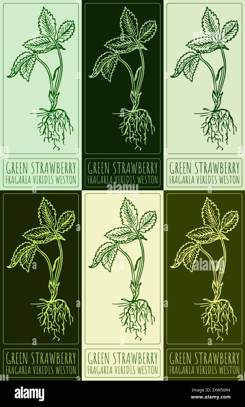 Set of vector drawing GREEN STRAWBERRY in various colors. Hand drawn ...