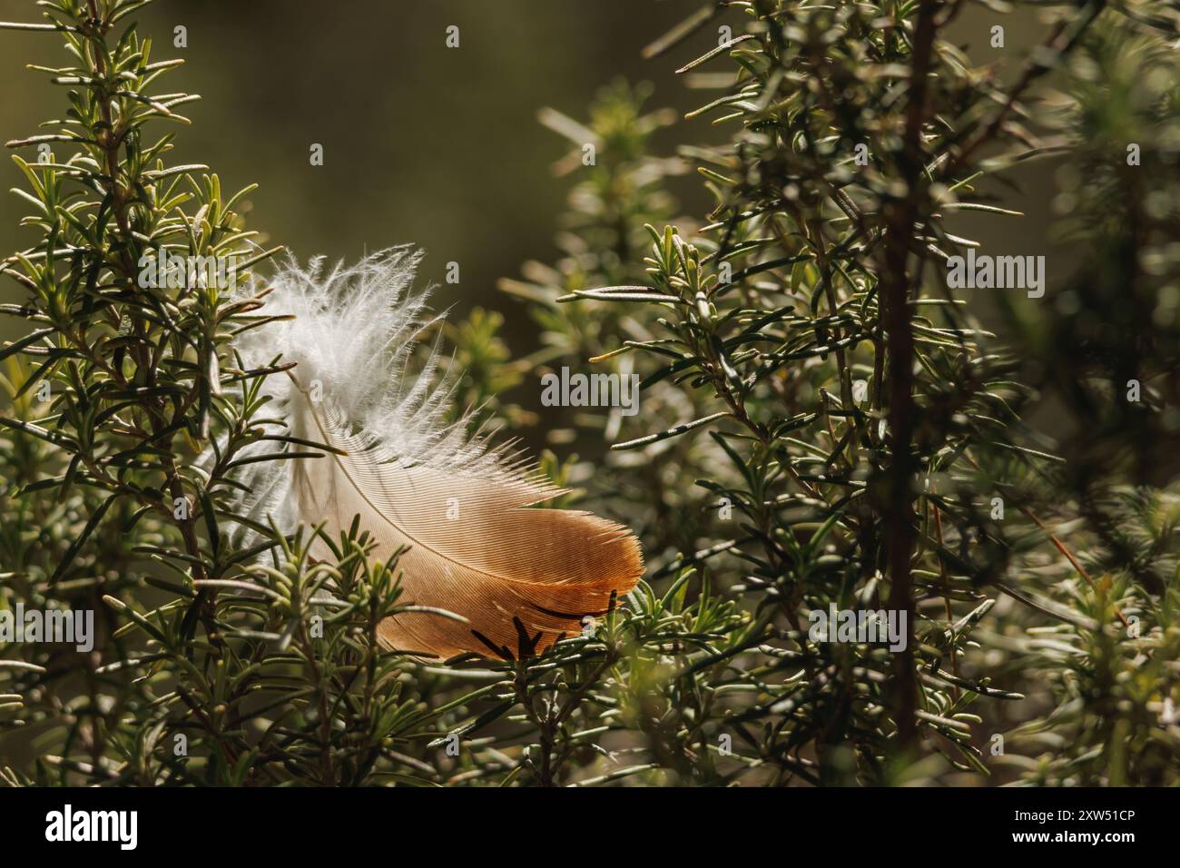 Bird feathering hi-res stock photography and images - Alamy
