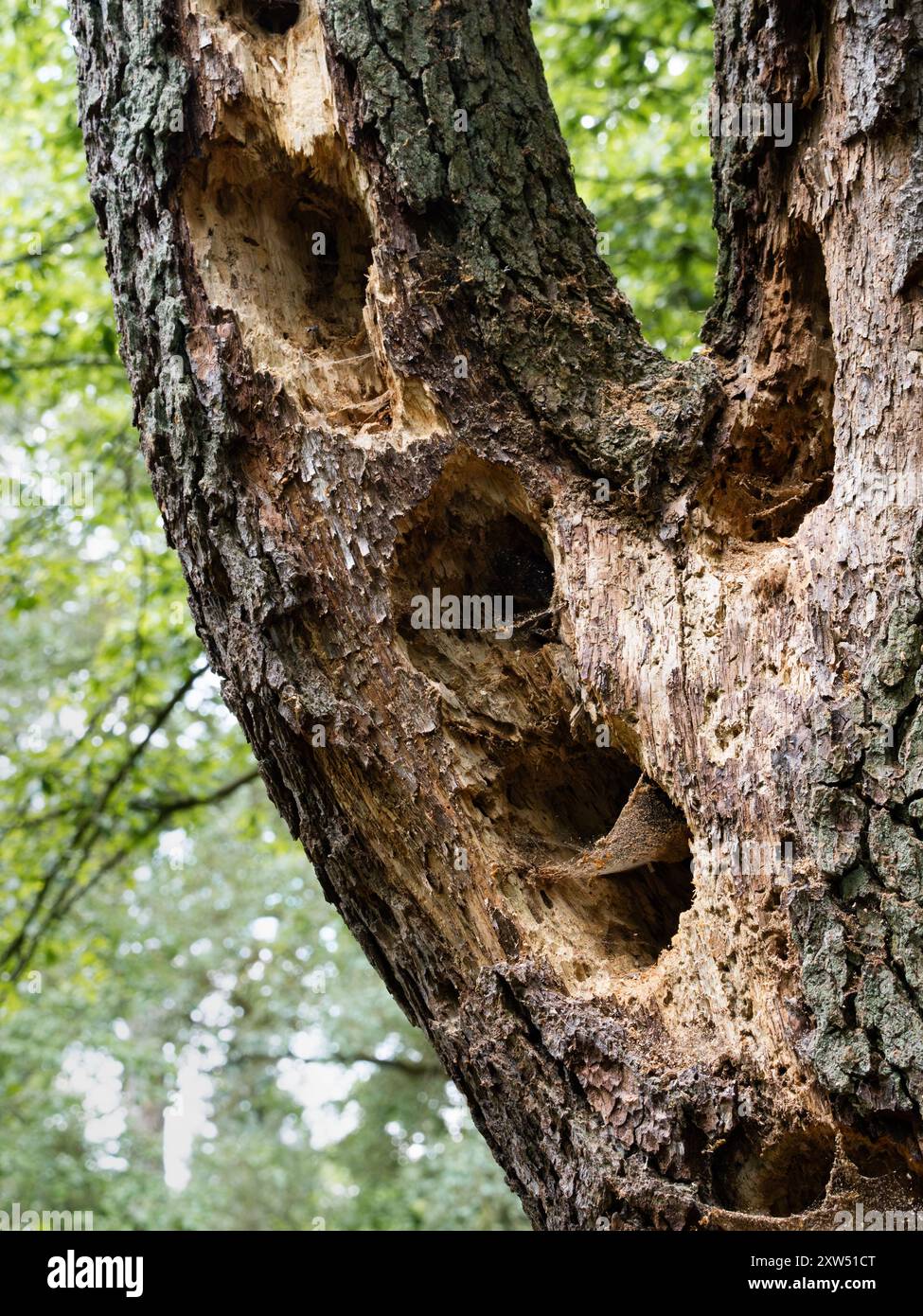 Holes in a tree trunk as new place for birds and insects. Dead tree as ...
