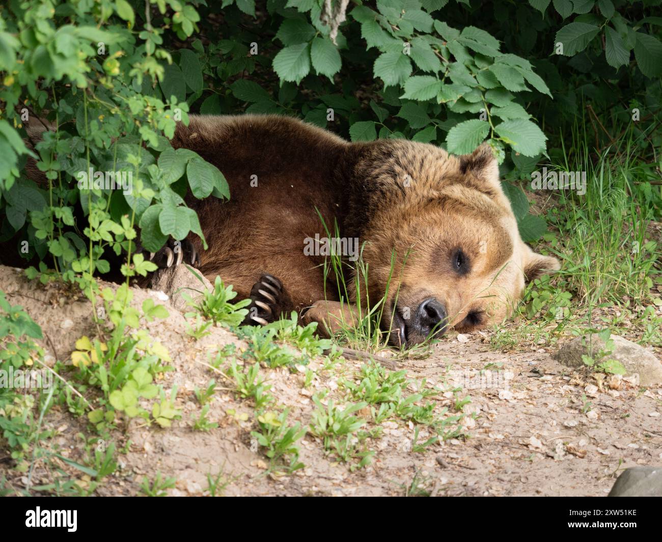 Brown bear sleeping beneath a tree during daytime. Cute wild animal ...