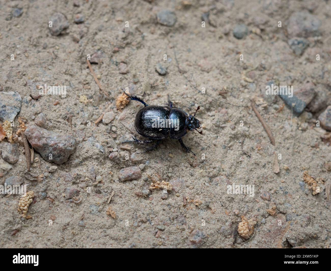 Anoplotrupes stercorosus or dung beetle on the ground in a mixed forest ...