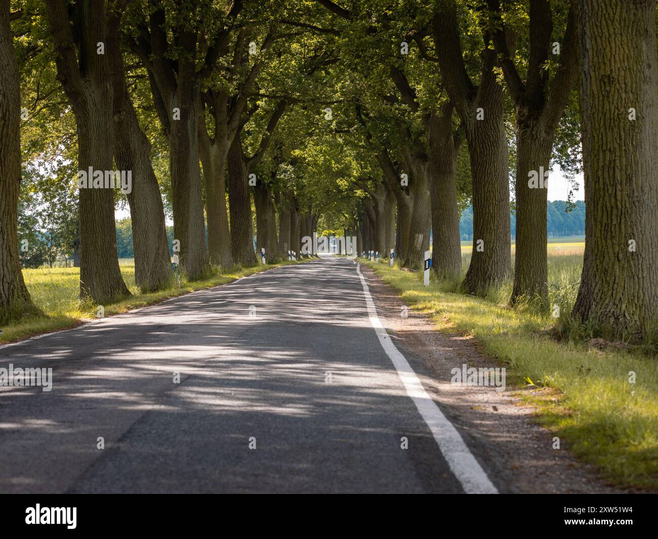 Empty avenue in a rural landscape. Road with old oak trees on the sides ...