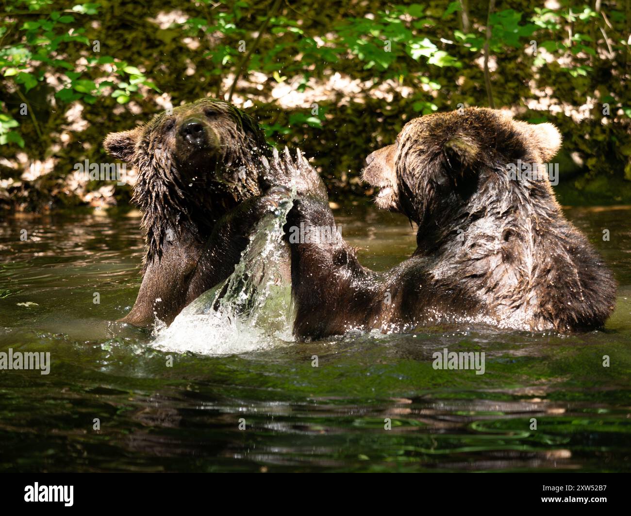 Two brown bears are playing with each other in a small pond. Ursus ...
