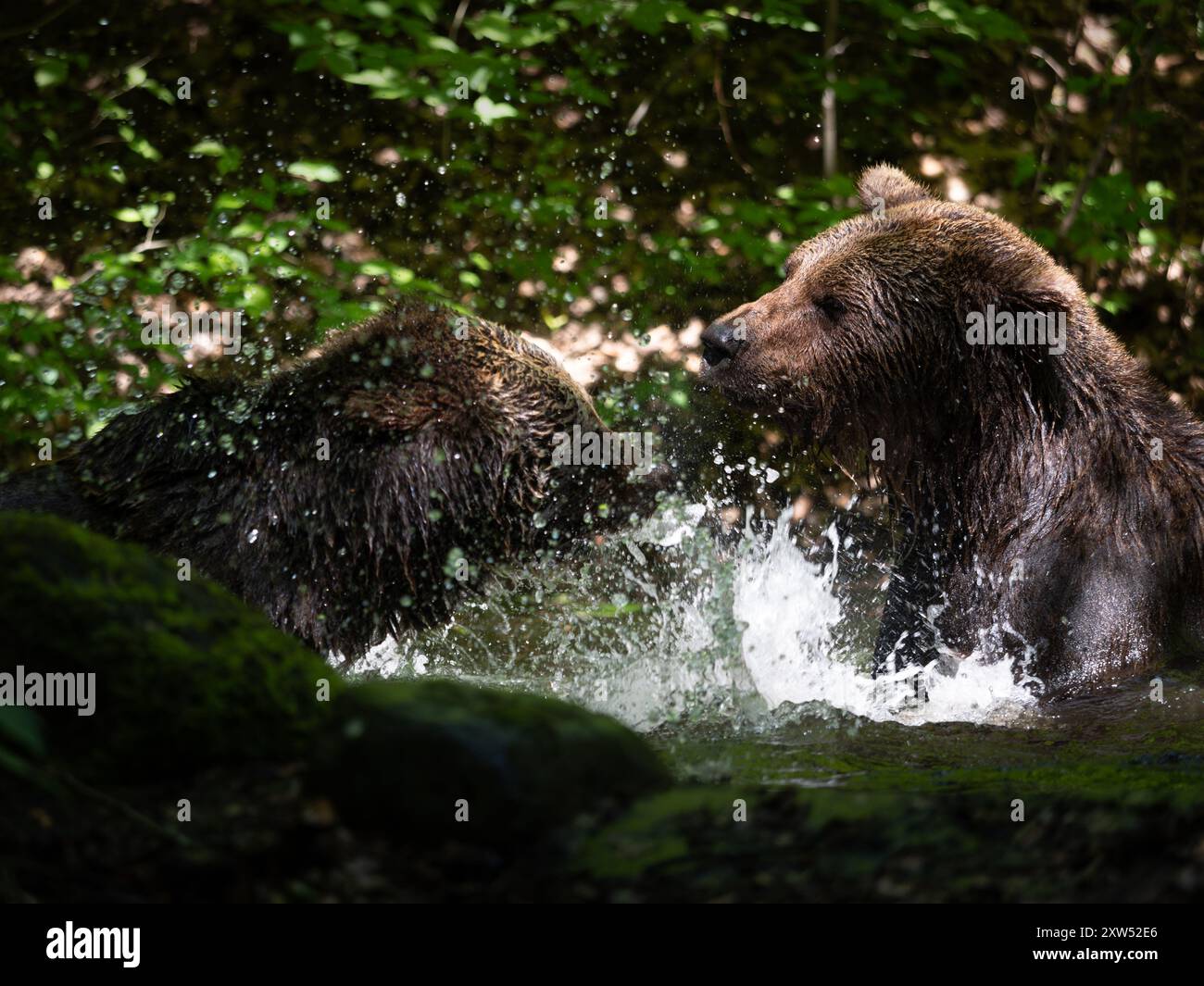 Brown bears are playing with each other in a small pond and splashing ...