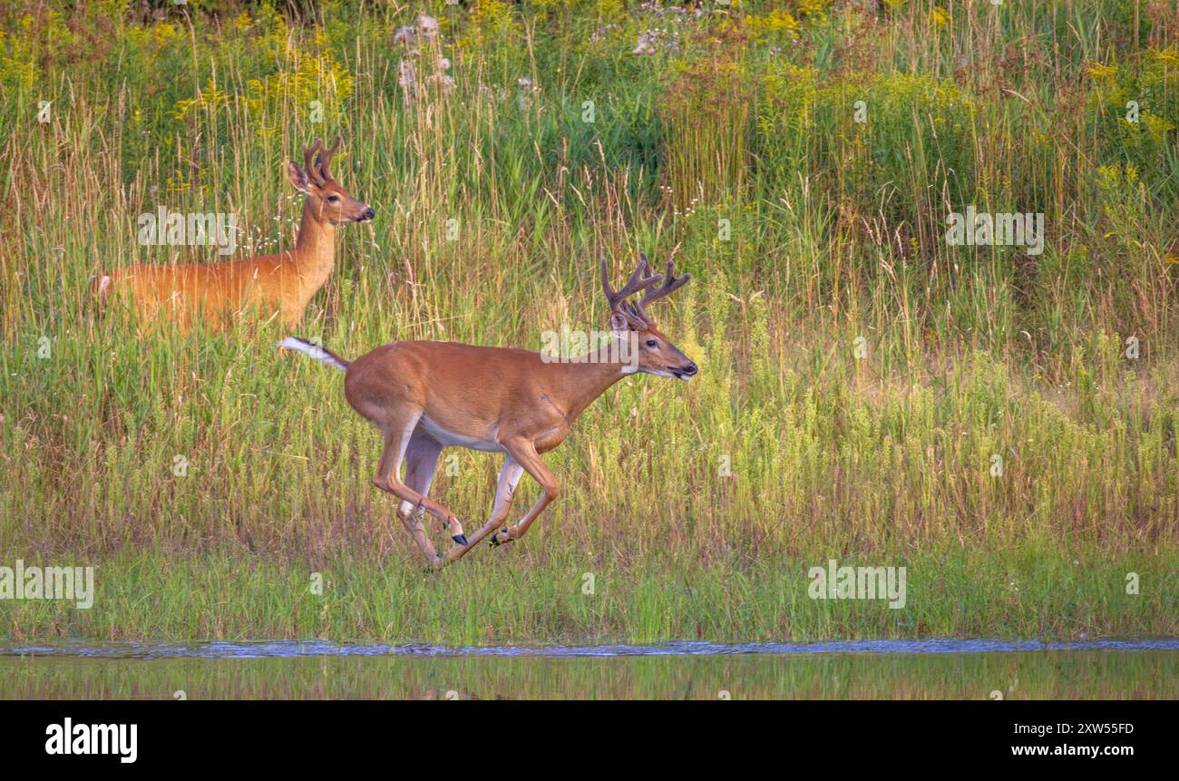 White tailed bucks running hi-res stock photography and images - Alamy