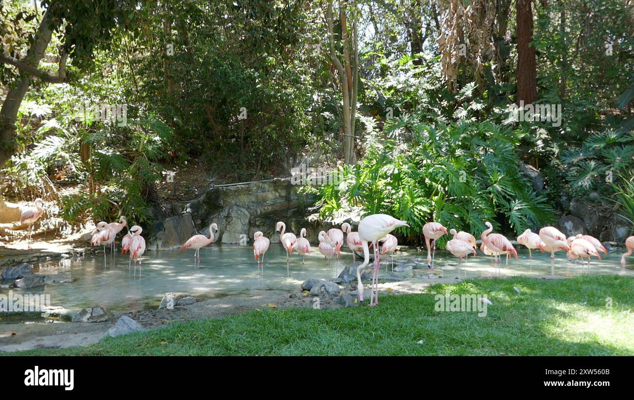 Los Angeles, California, USA 12th August 2024 Flamingos at LA Zoo on ...