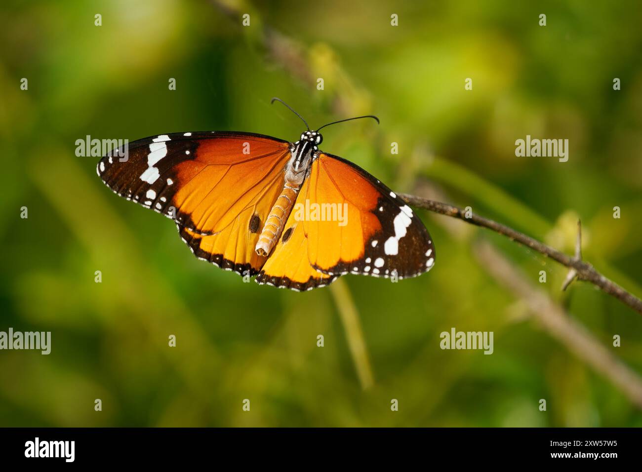 African monarch and its mimic hi-res stock photography and images - Alamy