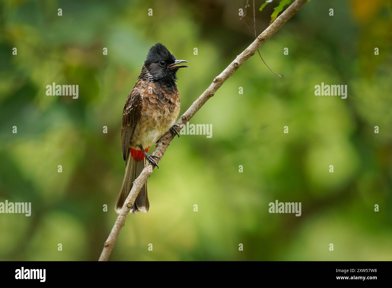 Red-vented Bulbul - Pycnonotus cafer bird resident across the Indian ...