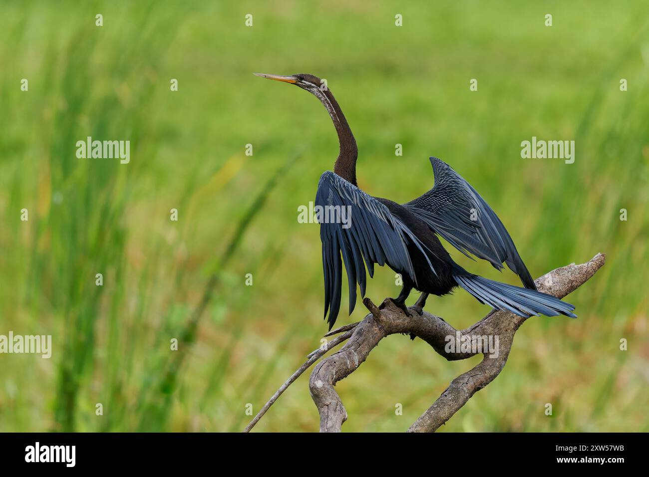 Wings called long feathers hi-res stock photography and images - Alamy