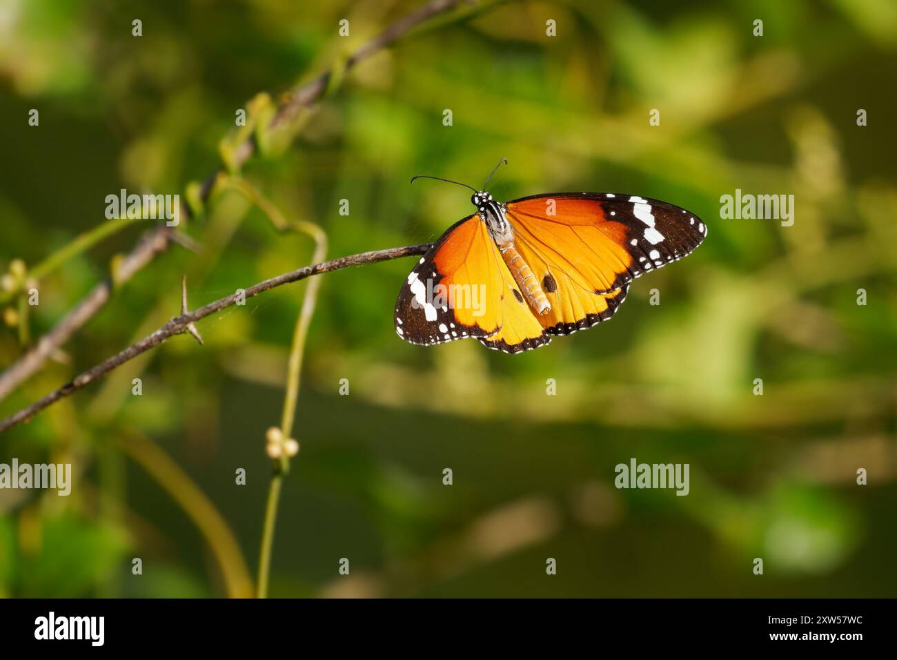 African monarch and its mimic hi-res stock photography and images - Alamy
