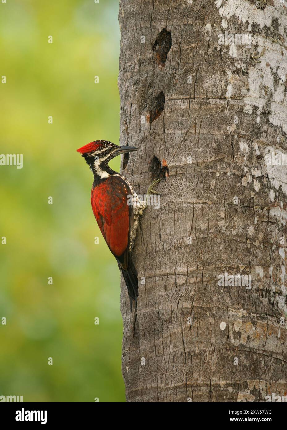 Striking golden beak hi-res stock photography and images - Alamy