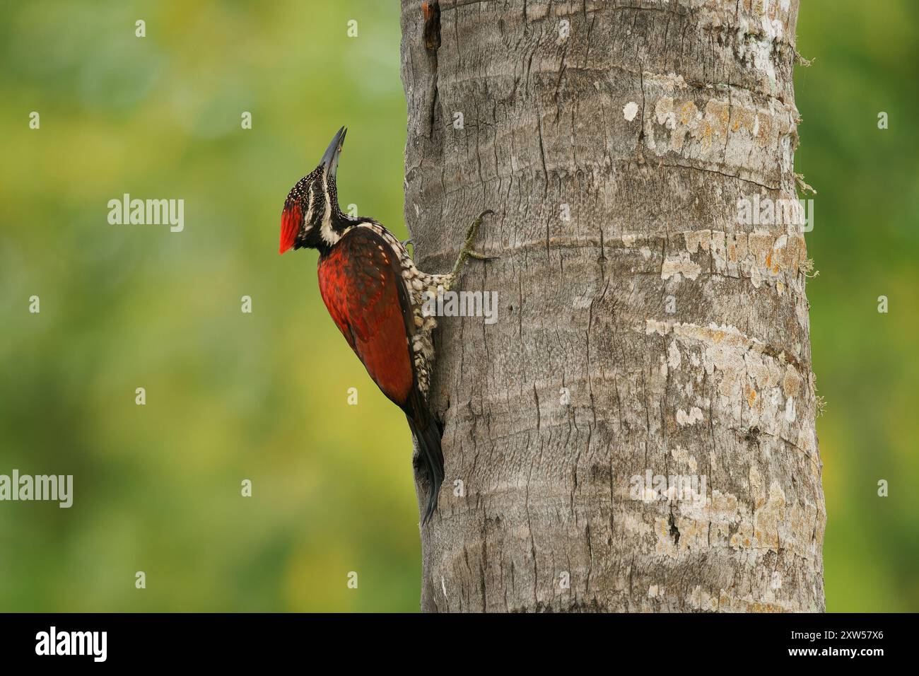 Dinopium psarodes hi-res stock photography and images - Alamy