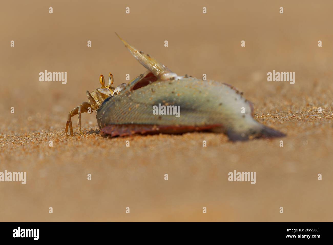 Crayfish burrows hi-res stock photography and images - Alamy