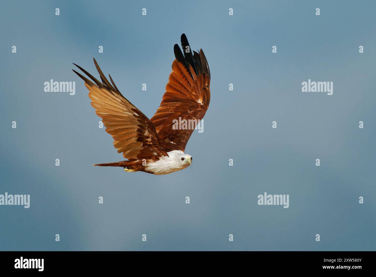 Indian subcontinent indus hi-res stock photography and images - Alamy