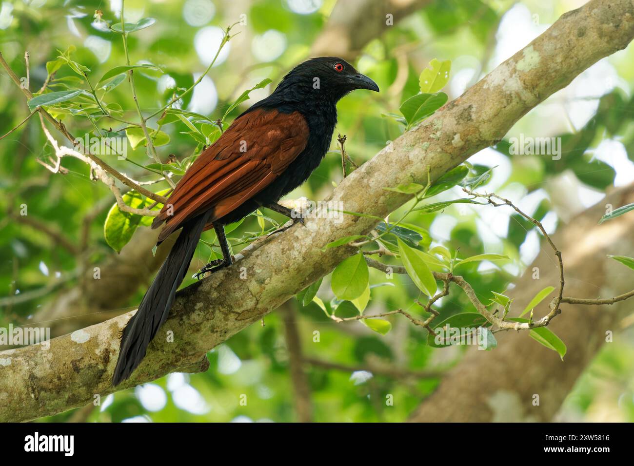 Indian Cuckoo Bird Cuckoo For ID (Indian Vs Oriental) Bird Ecology