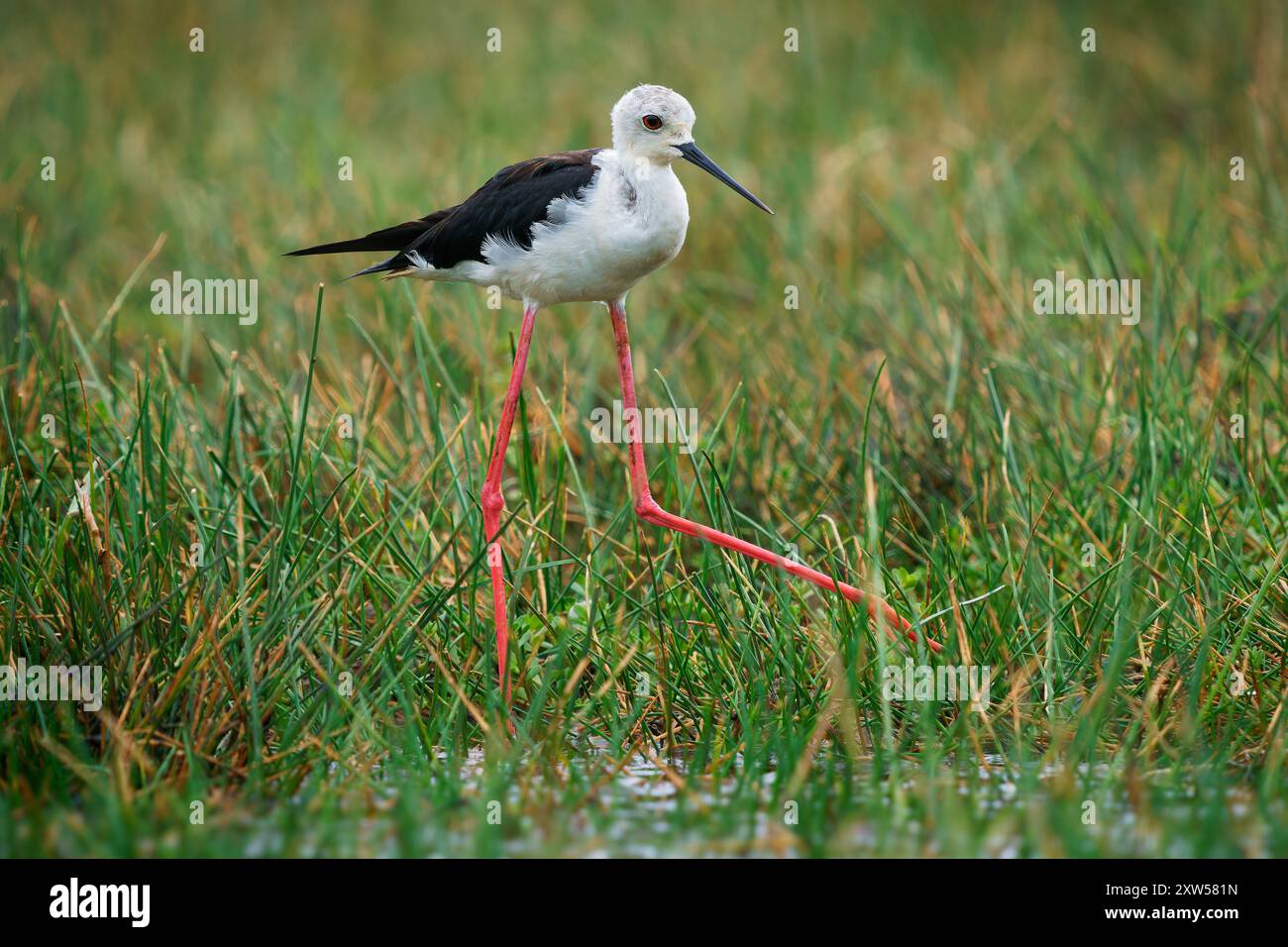 Black winged stilt beautiful hi-res stock photography and images - Alamy