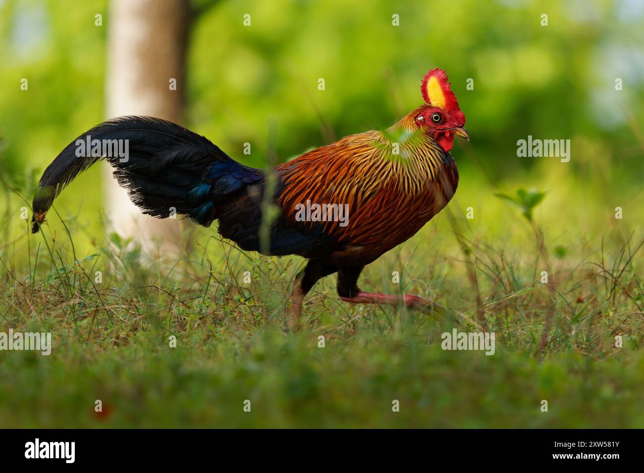 Sri Lanka Junglefowl Gallus lafayettii, vibrant endemic bird in forests ...