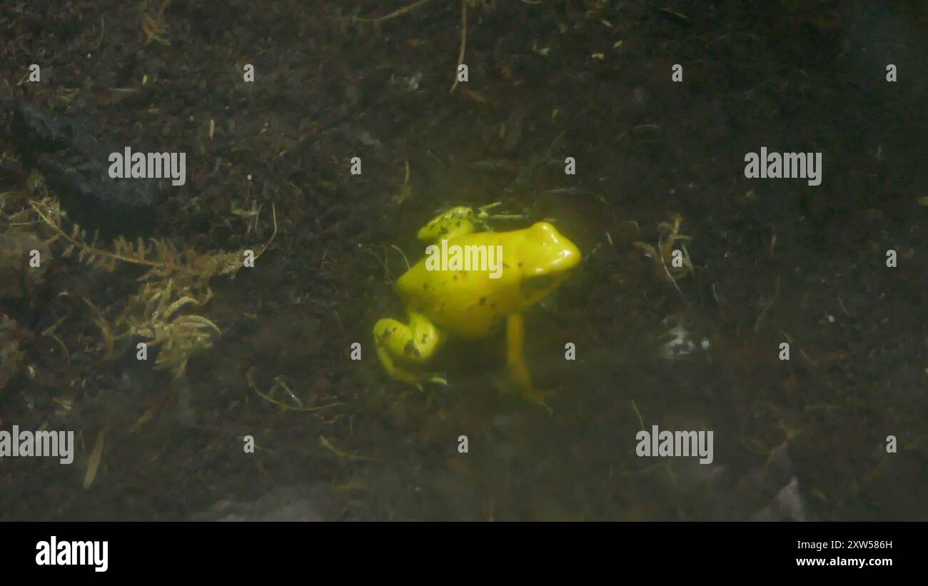 Los Angeles, California, USA 12th August 2024 Poisonous Frogs in ...