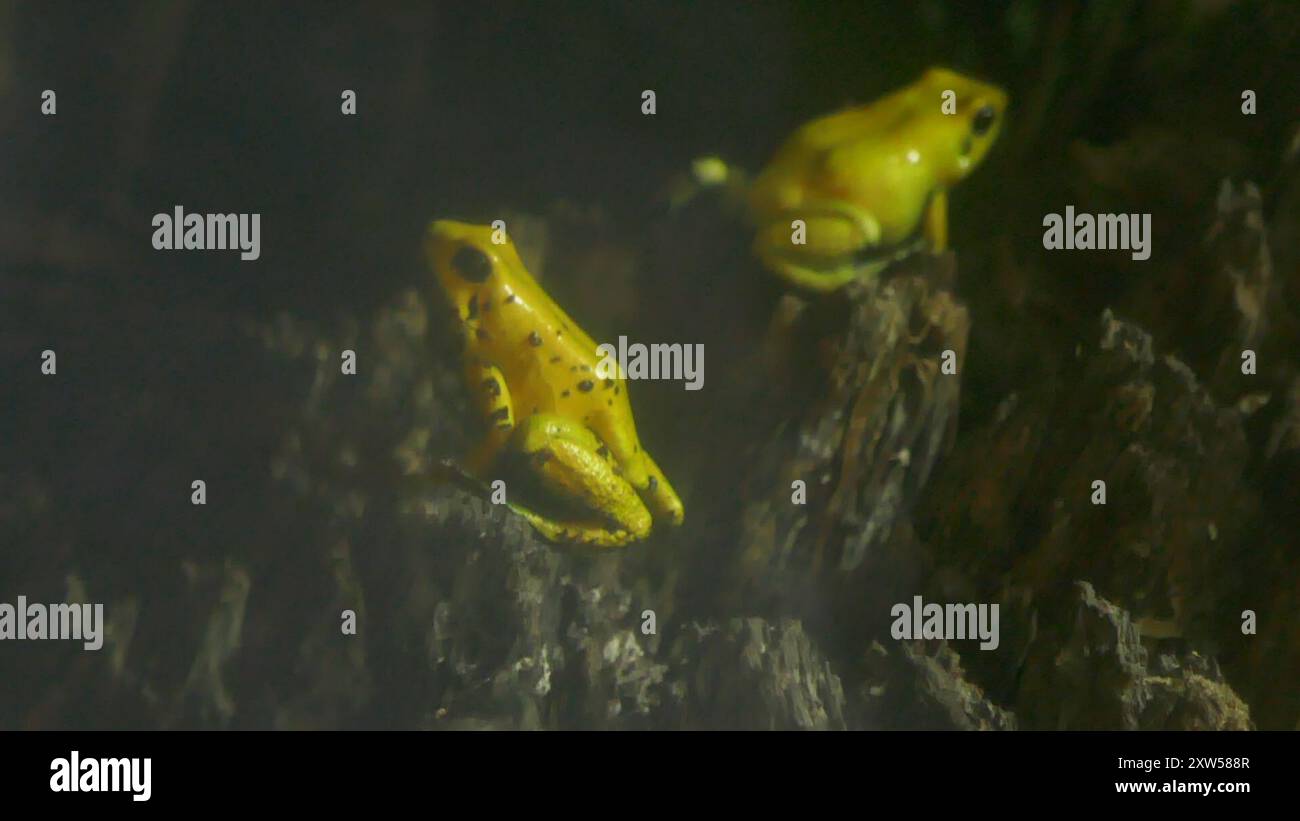 Los Angeles, California, USA 12th August 2024 Poisonous Frogs in ...