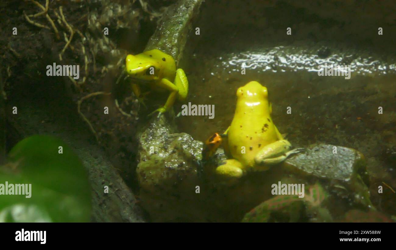 Los Angeles, California, USA 12th August 2024 Poisonous Frogs in ...