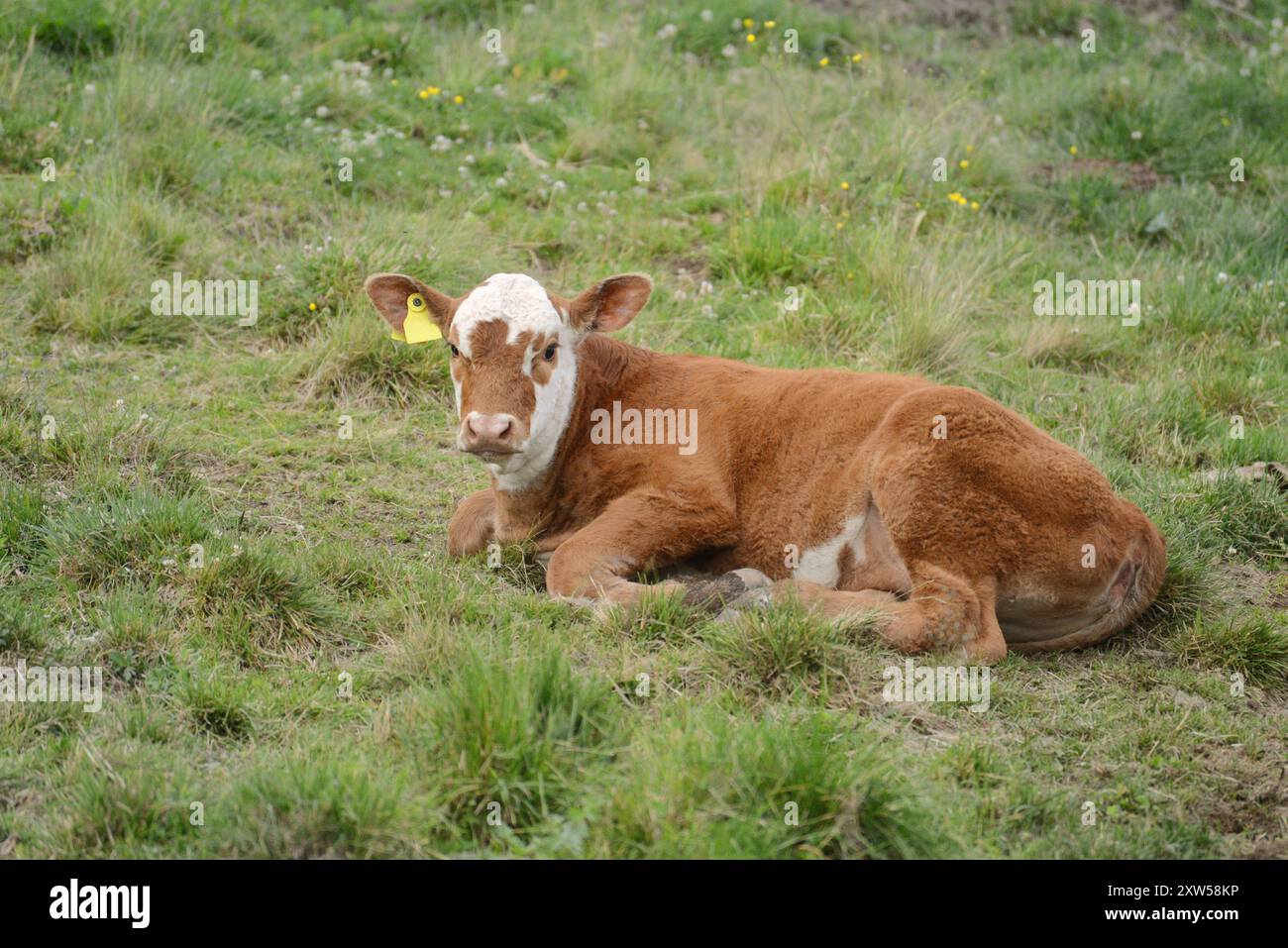 Cow calf laying down, Norway Stock Photo - Alamy