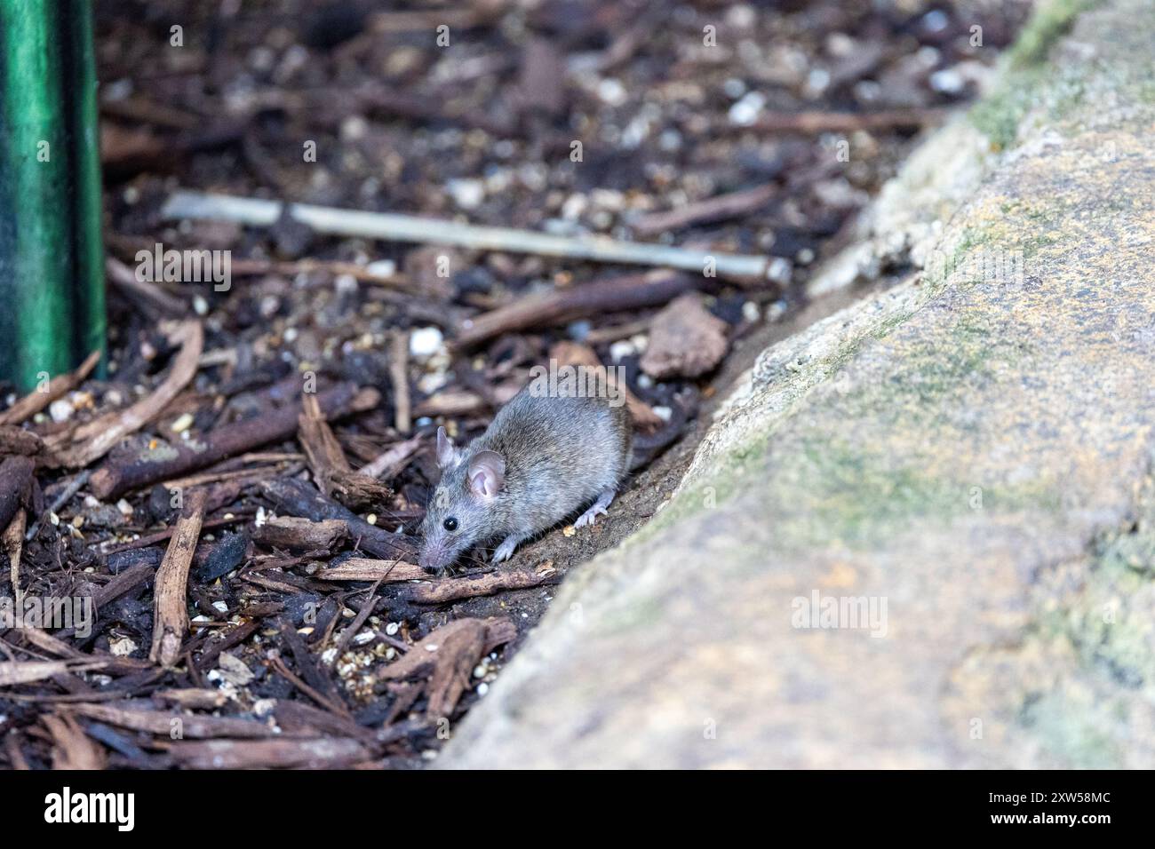Human and pet mouse hi-res stock photography and images - Alamy